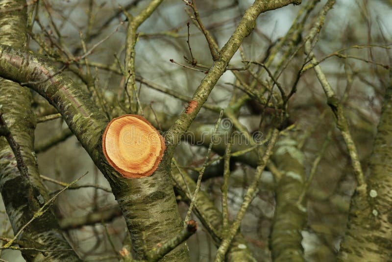 Tree Trunk and Sawn Off Branch Stock Image - Image of timber, tree ...