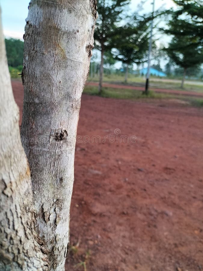 Tree trunk surface stock image. Image of produce, leaf - 250525081