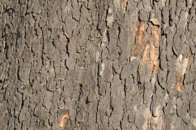 A tree trunk surface stock photo. Image of forestry, material - 50456398