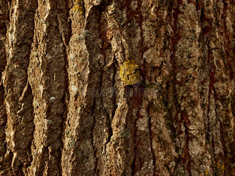 Tree Trunk Surface, Tree Bark Close-up, Moss Grows on the Bark in ...