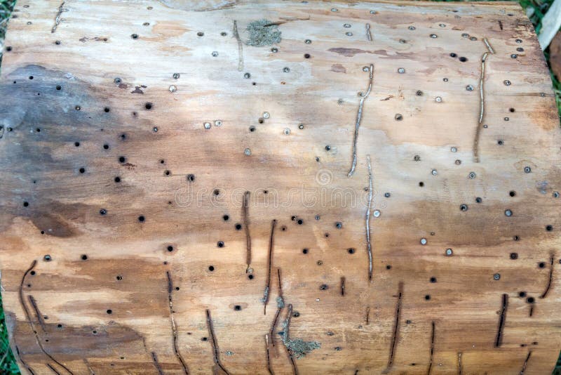 Tree Trunk Damaged by Tree Bugs and Worms Parasites Stock Photo - Image ...