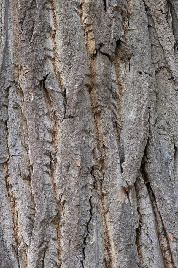 Tree Trunk Surface Close Up Stock Image - Image of cracked, aging ...