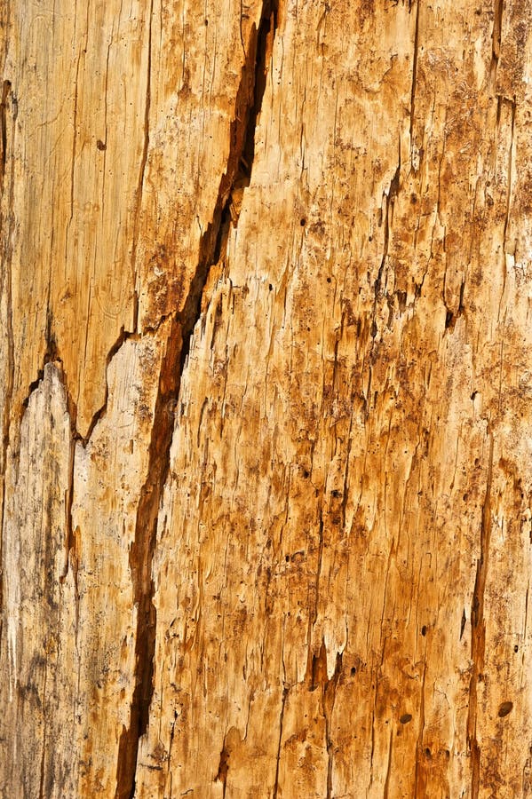 Tree Trunk Surface with Cracks Stock Image - Image of nature ...