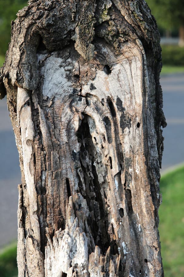 Tree Trunk Surface Material Texture Map Stock Image - Image of plant ...