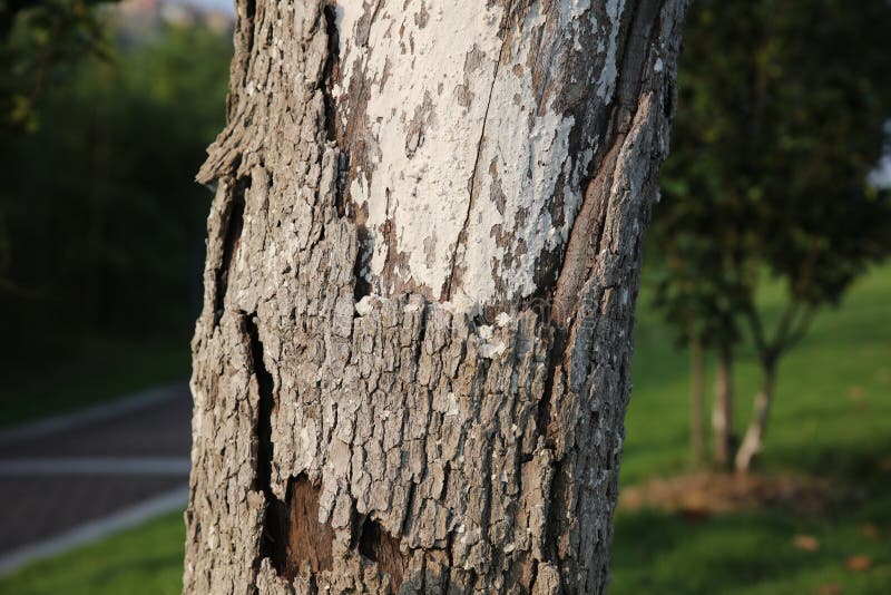 Tree Trunk Surface Material Texture Map Stock Photo - Image of ...