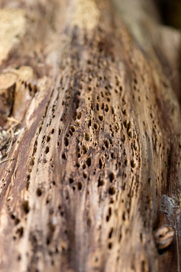 Tree Trunk Surface with Holes Stock Image - Image of forest, textured ...