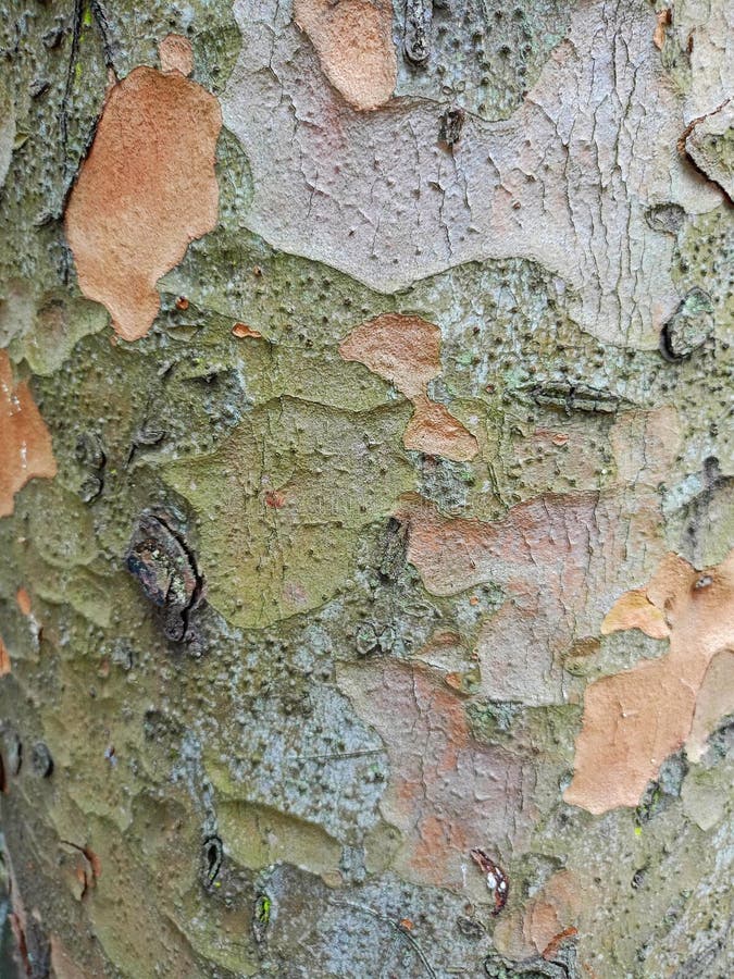Tree trunk surface texture stock image. Image of surface - 350211073