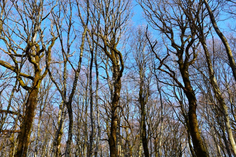 Tree Trunk of Tall Oak (Quercus) Trees Stock Image - Image of tree ...
