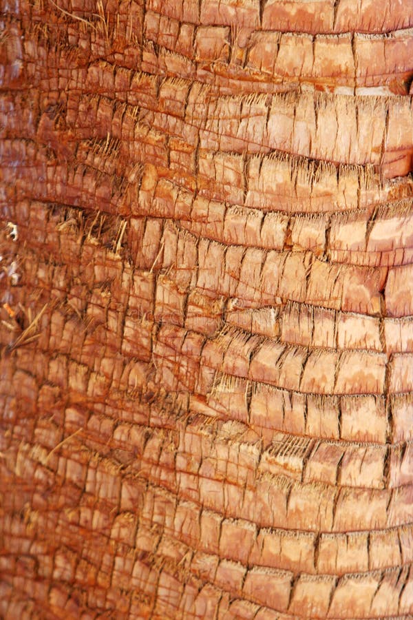 Tree trunk texture stock photo. Image of closeup, tree - 2536058
