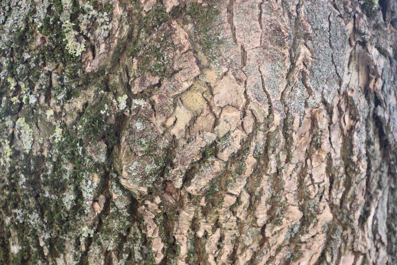 Tree Trunk Texture Background Close-up in Morning Light Stock Photo ...