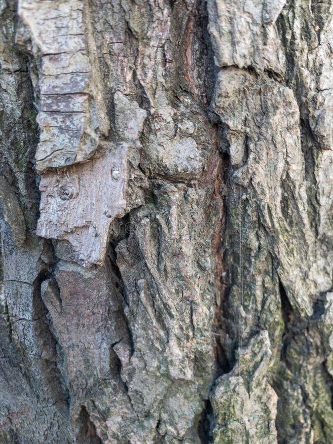 Tree Trunk Texture for Background or Wallpaper Stock Image - Image of ...
