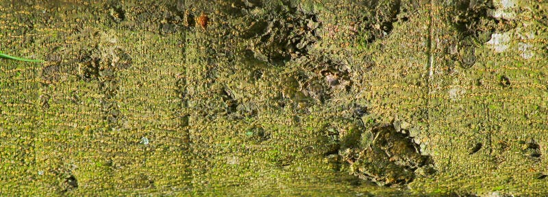 Tree Trunk Texture Background. Wood Tree Stroke Pattern Stock Photo ...