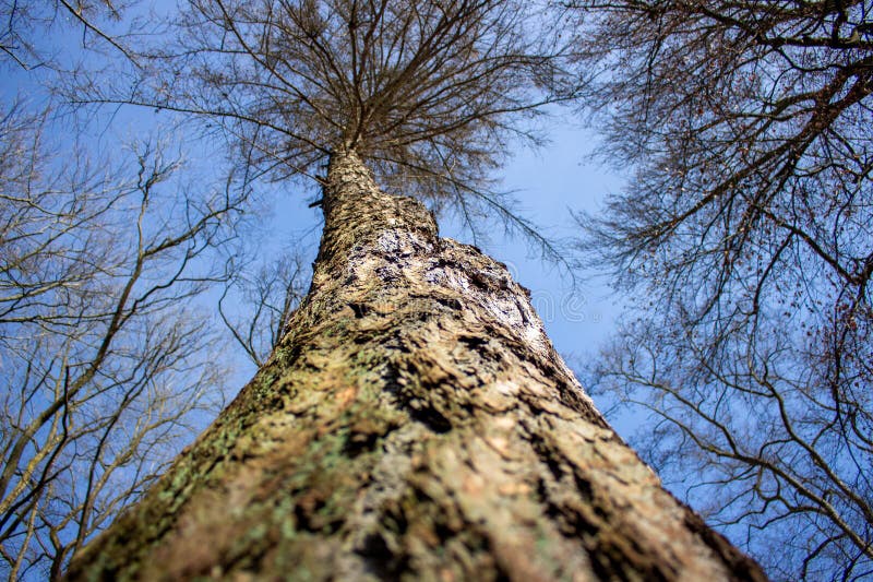 Tree Trunk Texture and Bare Branches Against Blue Sky Stock Photo ...