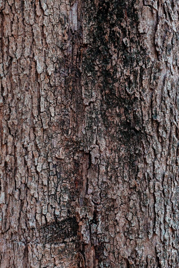 Tree Trunk Texture with Black List Stock Photo - Image of tree, black ...