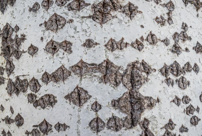 Tree Trunk Texture with Brown Relief and Cracked White Surface - Design ...