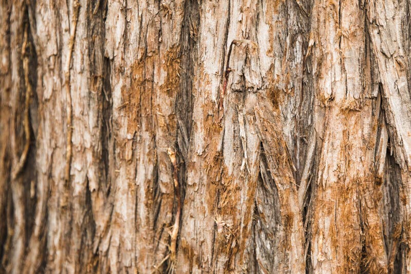Tree Trunk Texture Close Up. High Quality Photo Stock Image - Image of ...