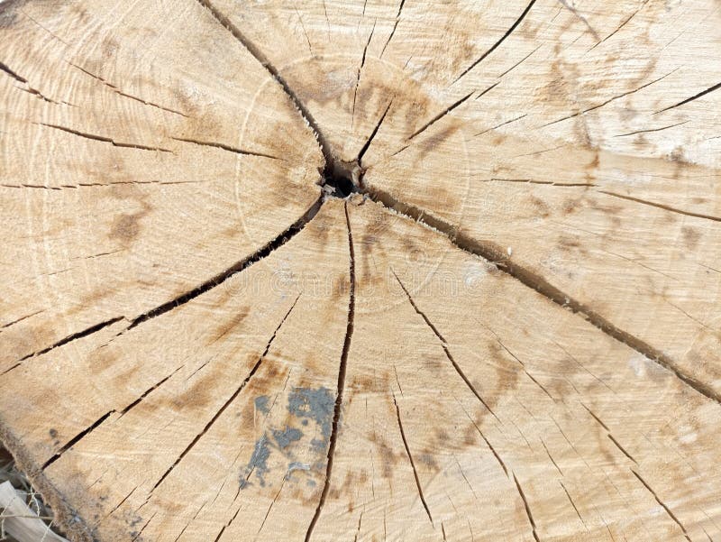 Papaya Tree Container Stock Photos - Free & Royalty-Free Stock Photos ...