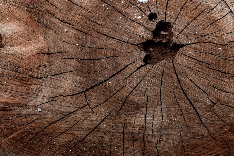 Tree Trunk Texture. Cross-cut of a Tree Trunk with Cracks Stock Photo ...