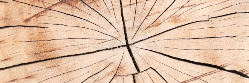 Tree Trunk Texture. Cross-cut of a Tree Trunk with Cracks Stock Image ...