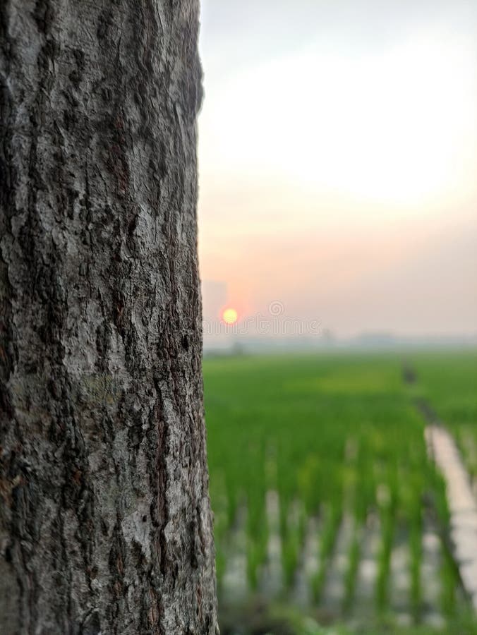 963 Trunk Rice Plant Stock Photos - Free & Royalty-Free Stock Photos ...