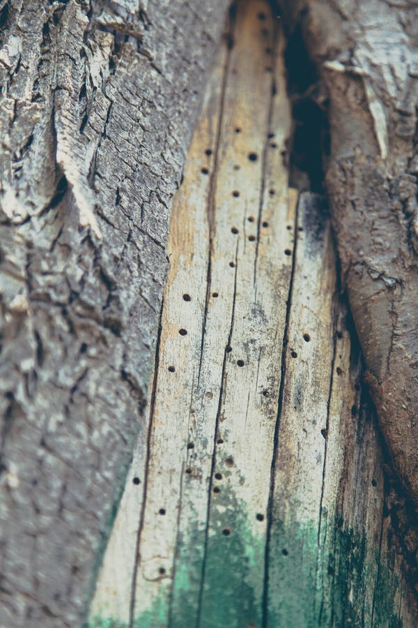 Tree Trunk Texture with Green Stock Photo - Image of trunk, closeup ...