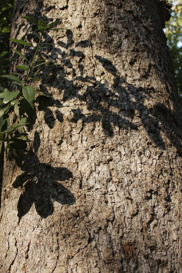 Tree Trunk Texture and Leaves Shadow Stock Photo - Image of fresh ...
