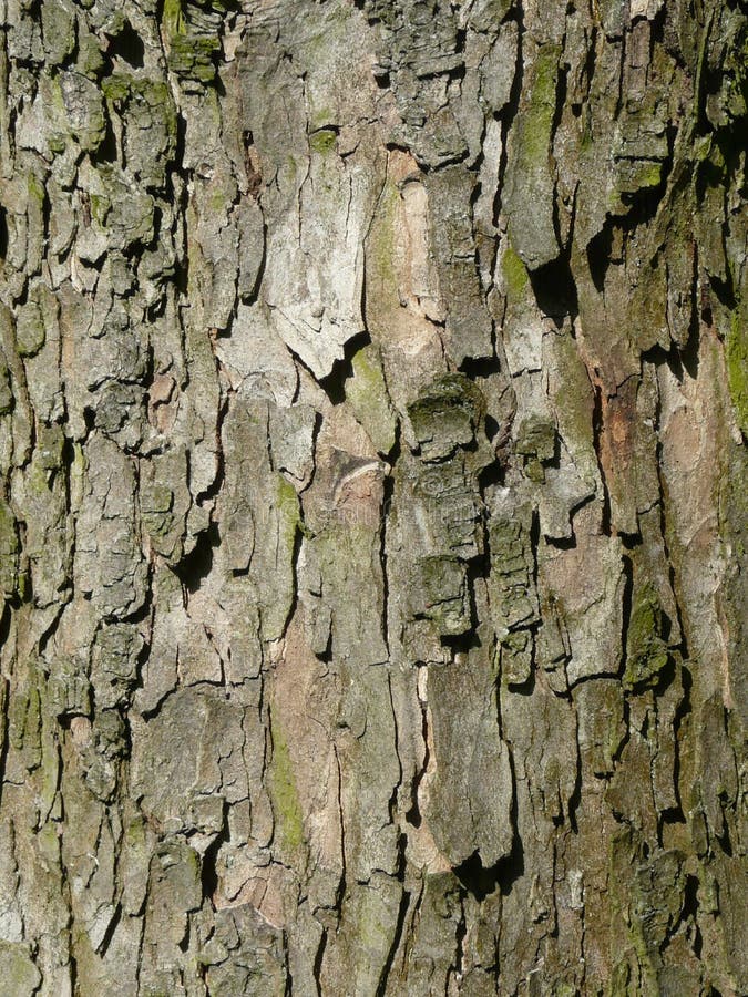 Tree Trunk Texture Light Brown Stock Photo - Image of light, tree ...
