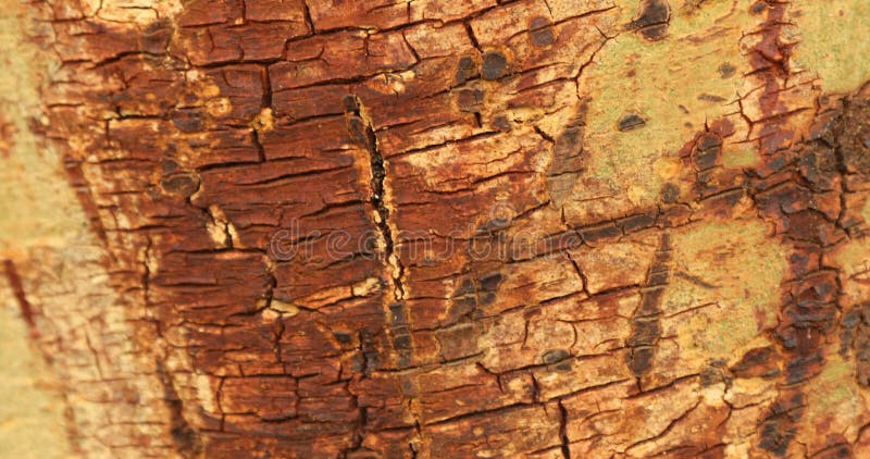 Tree Trunk Texture Macro Shot Stock Footage - Video of industry ...