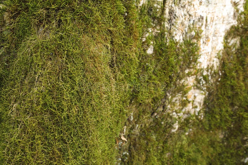 Tree Trunk Texture Macro Shot Stock Image - Image of paint, cracked ...