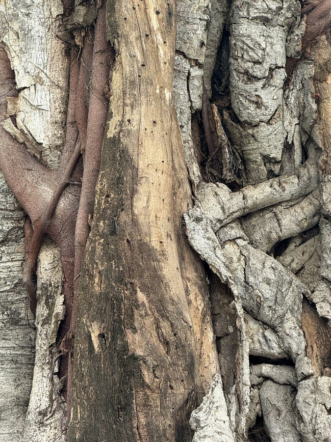 Tree Trunk Texture Macro Shot Stock Image - Image of natural, bark ...