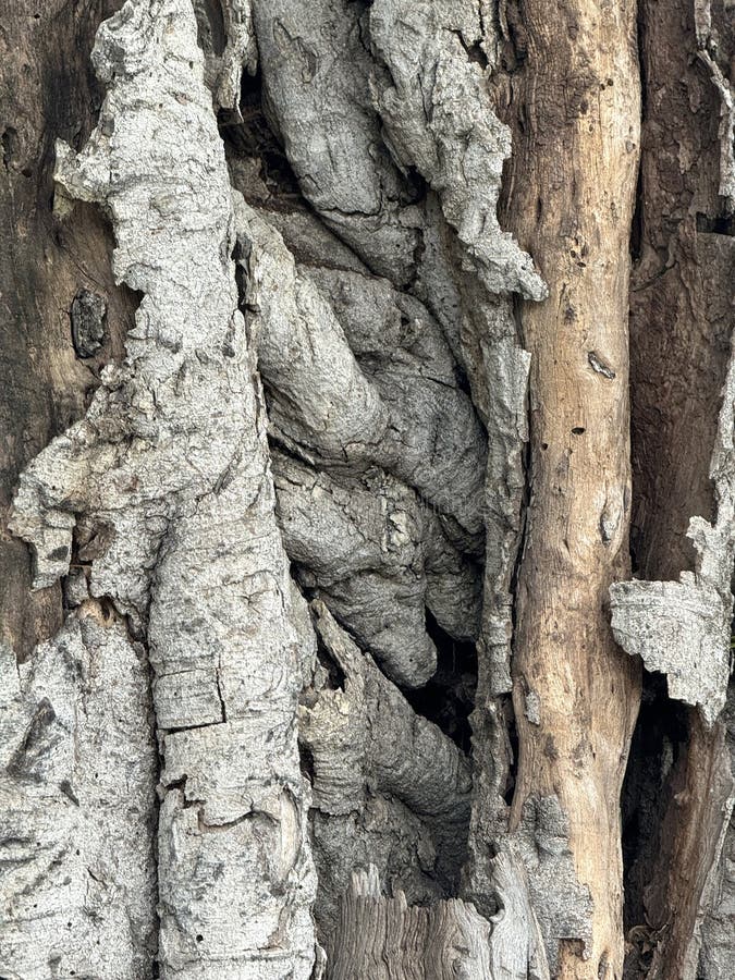 Tree Trunk Texture Macro Shot Stock Photo - Image of macro, wooden ...