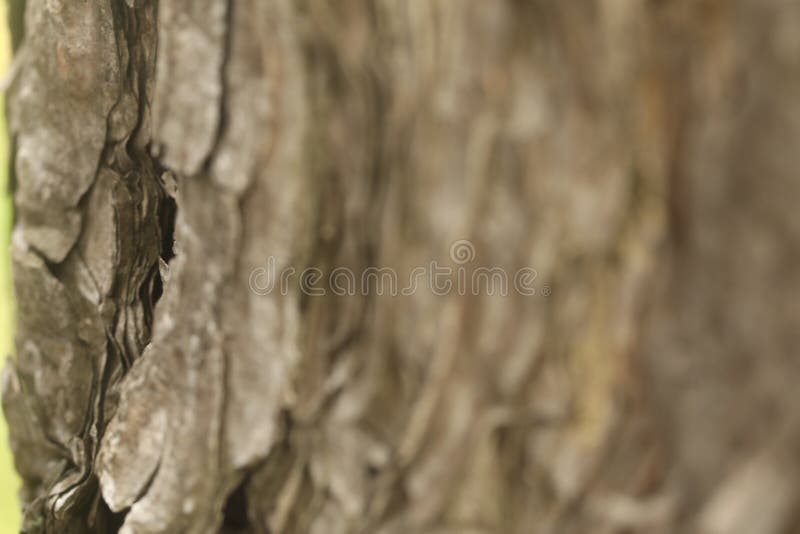 Tree Trunk Texture Macro Shot Stock Image - Image of heavy, dark: 103382167