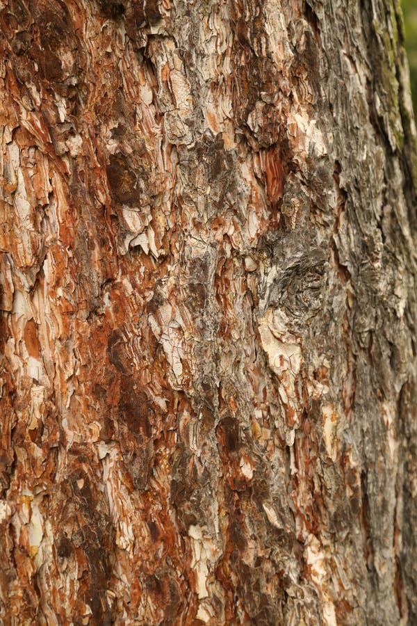 Tree Trunk Texture Macro Shot Stock Photo - Image of dark, rough: 103382730