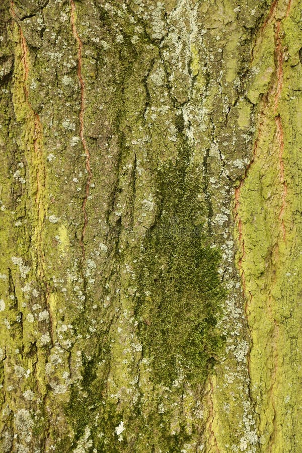 Tree Trunk Texture Macro Shot Stock Image - Image of roots, plant ...