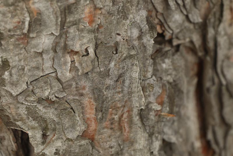 Tree Trunk Texture Macro Shot Stock Photo - Image of abstract, firewood ...
