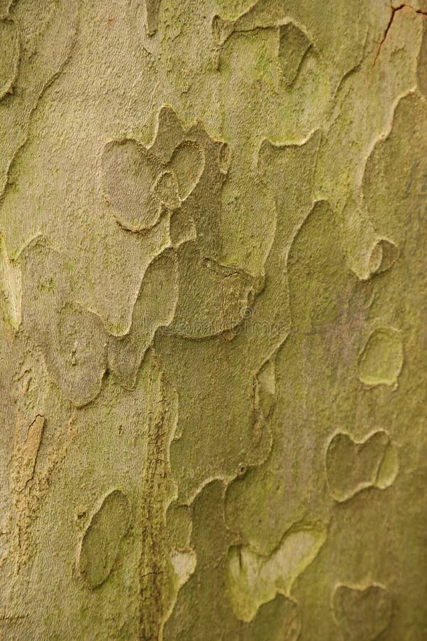 Tree Trunk Texture Macro Shot Stock Image - Image of nature, cutting ...