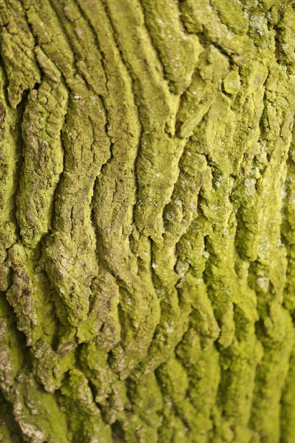 Tree Trunk Texture Macro Shot Stock Image - Image of industry, hardwood ...