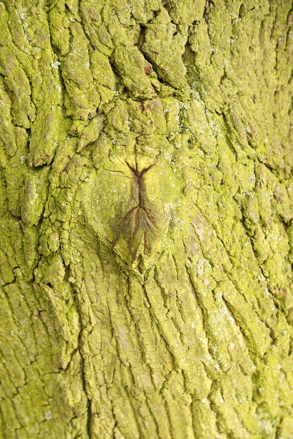 Tree Trunk Texture Macro Shot Stock Photo - Image of business, abstract ...