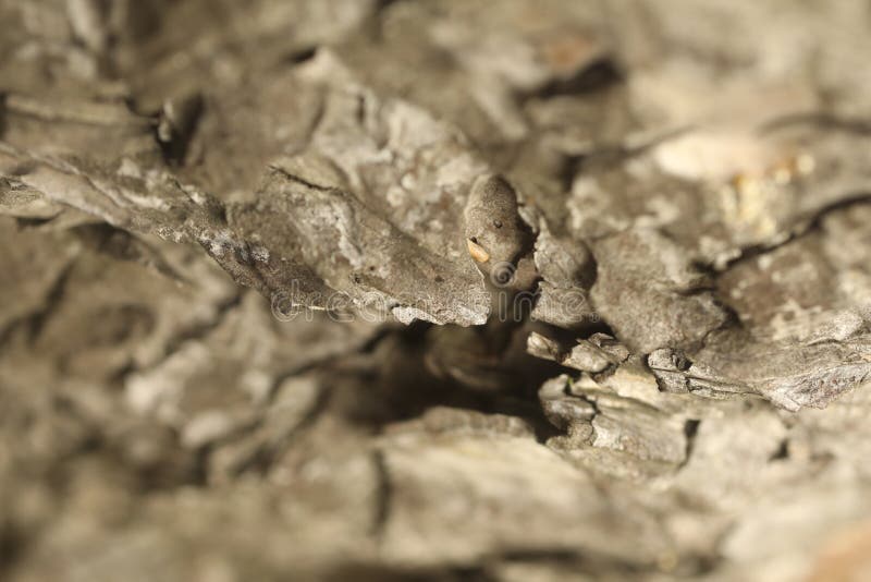 Tree Trunk Texture Macro Shot Stock Photo - Image of moss, rugged ...