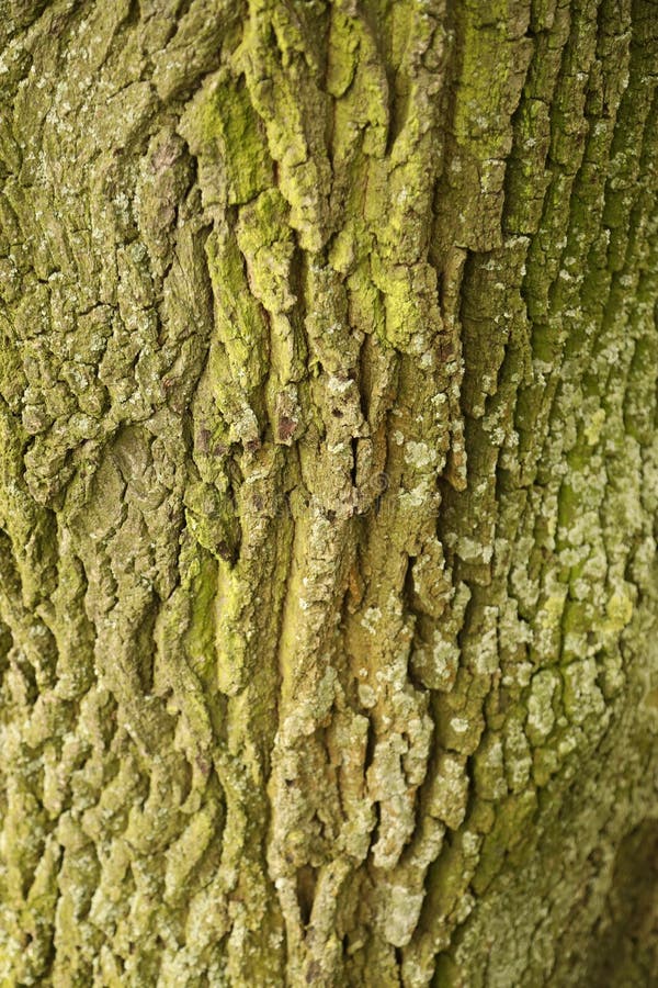 Tree Trunk Texture Macro Shot Stock Image - Image of detail, rugged ...