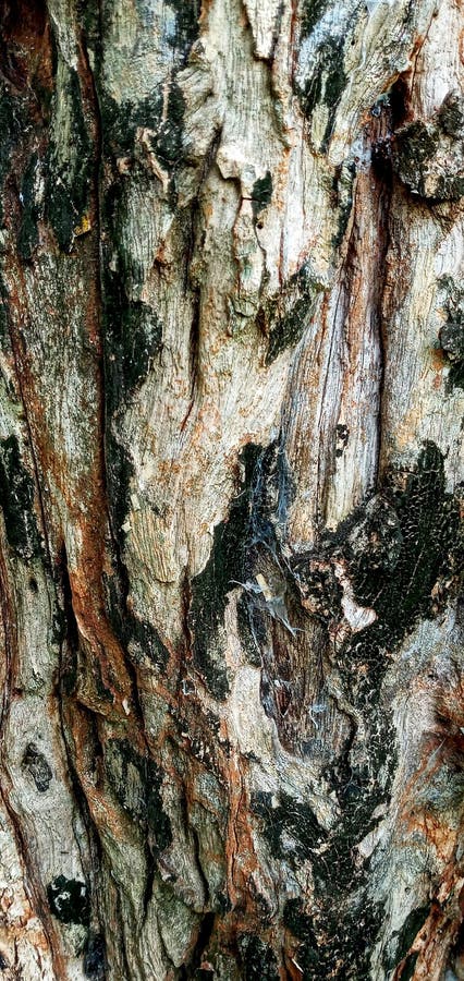 Tree trunk texture pattern stock photo. Image of trunk - 207771736
