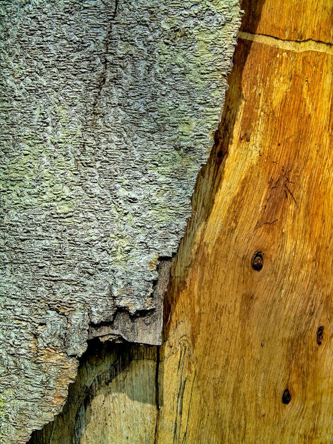 Tree Trunk Texture with Peeling Bark Stock Image - Image of grain, bark ...