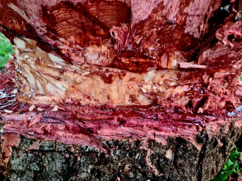 Tree Trunk Texture with Red Wood Surface Stock Image - Image of macro ...