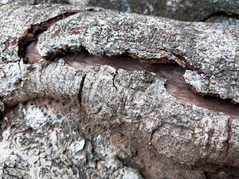 Tree Trunk. the Texture of the Tree that Has Been Old, Uprooted Stock ...