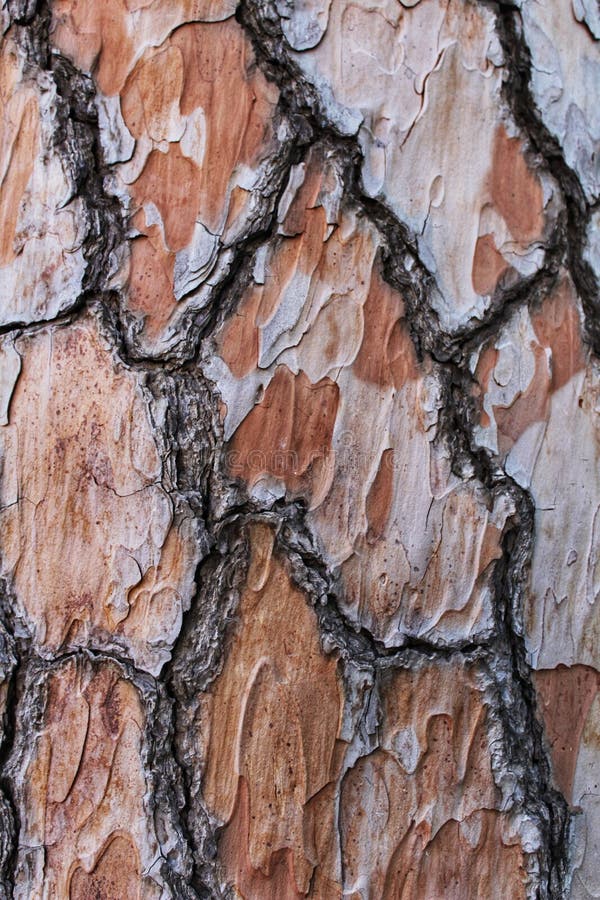 Tree trunk texture stock image. Image of closeup, crack - 105773435
