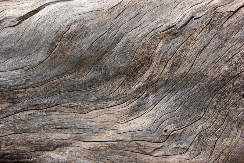 Tree trunk texture stock photo. Image of knotted, backdrop - 188966064