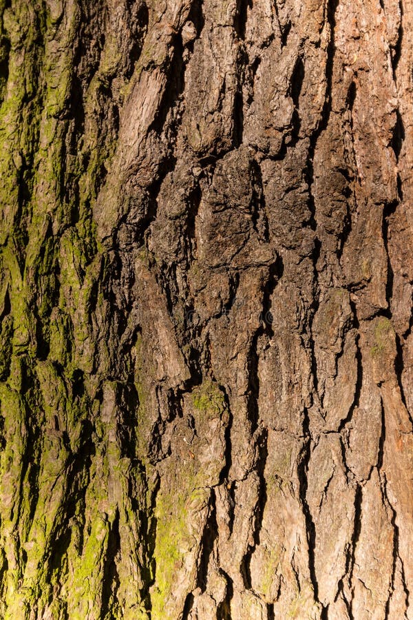 Tree / Trunk Texture with Very Shallow Depth of Field Stock Photo ...