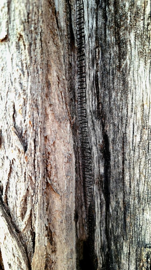 A Close-up of a Tree Trunk Showing Its Rough Texture with Cracks and ...