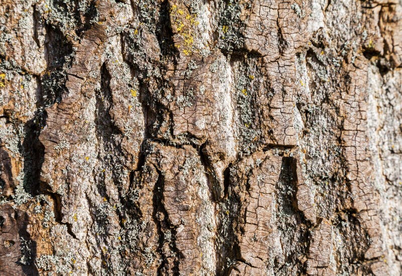 Tree trunk texture stock photo. Image of nature, board - 69353682