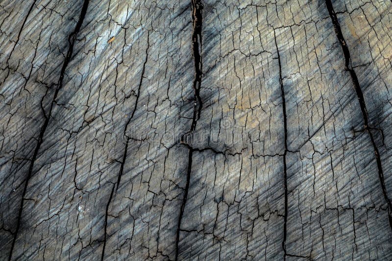 Tree Trunk Textured Surface for Your Background, Wallpaper Stock Image ...